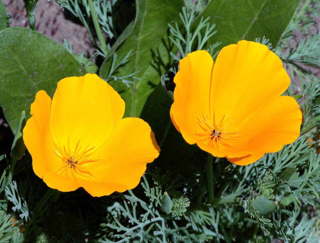 How California Poppy Can Help Soothe Your Neuropathy - PremVitality
